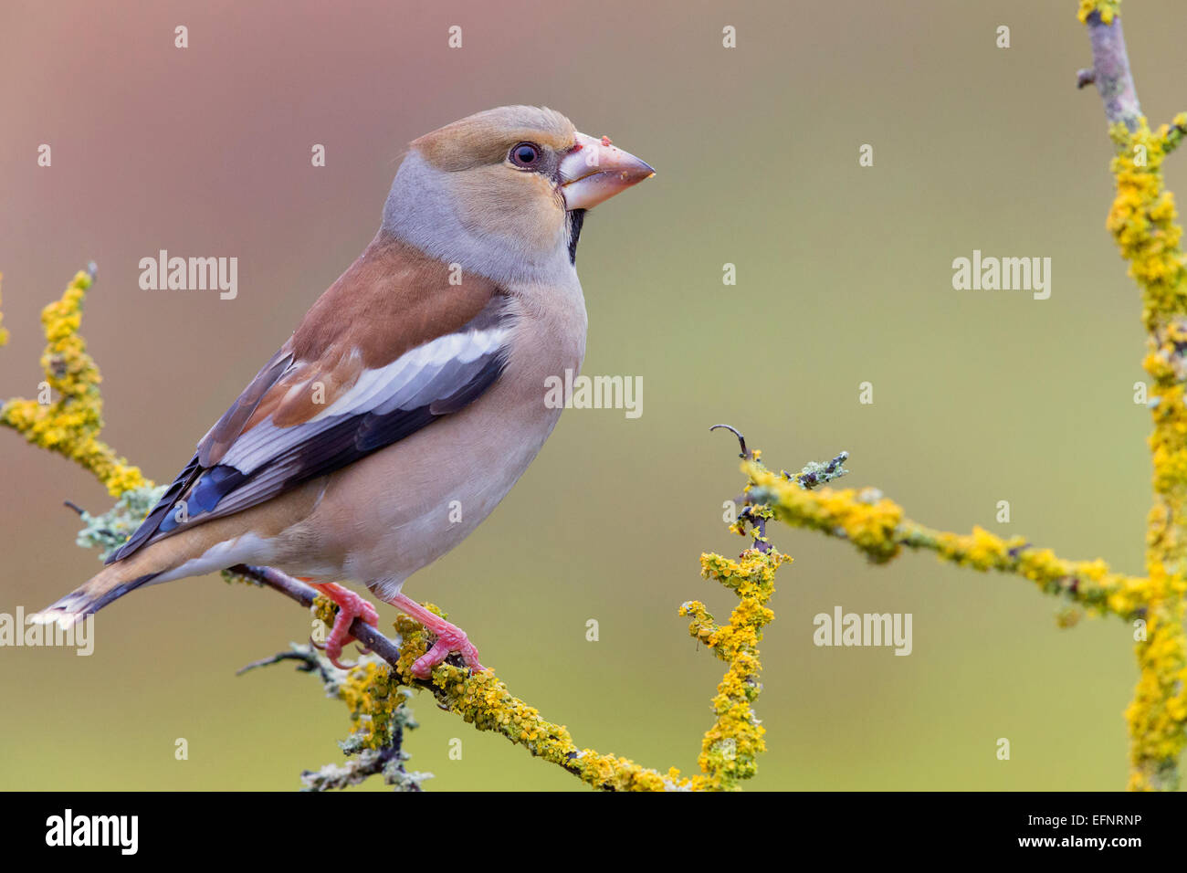 Hawfinch High Resolution Stock Photography and Images - Alamy