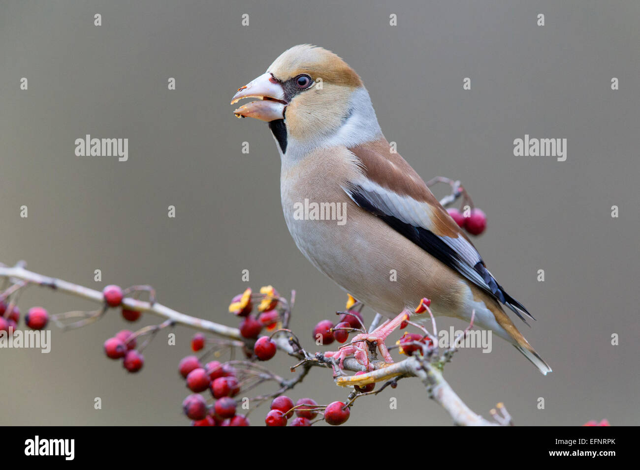 Hawthorn seeds hi-res stock photography and images - Alamy