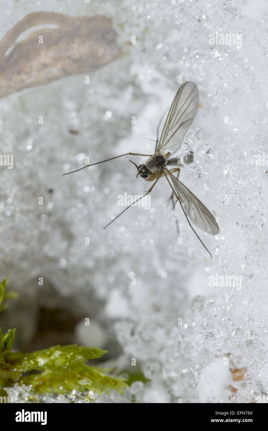 The Ice Mosquito Stock Photo - Alamy