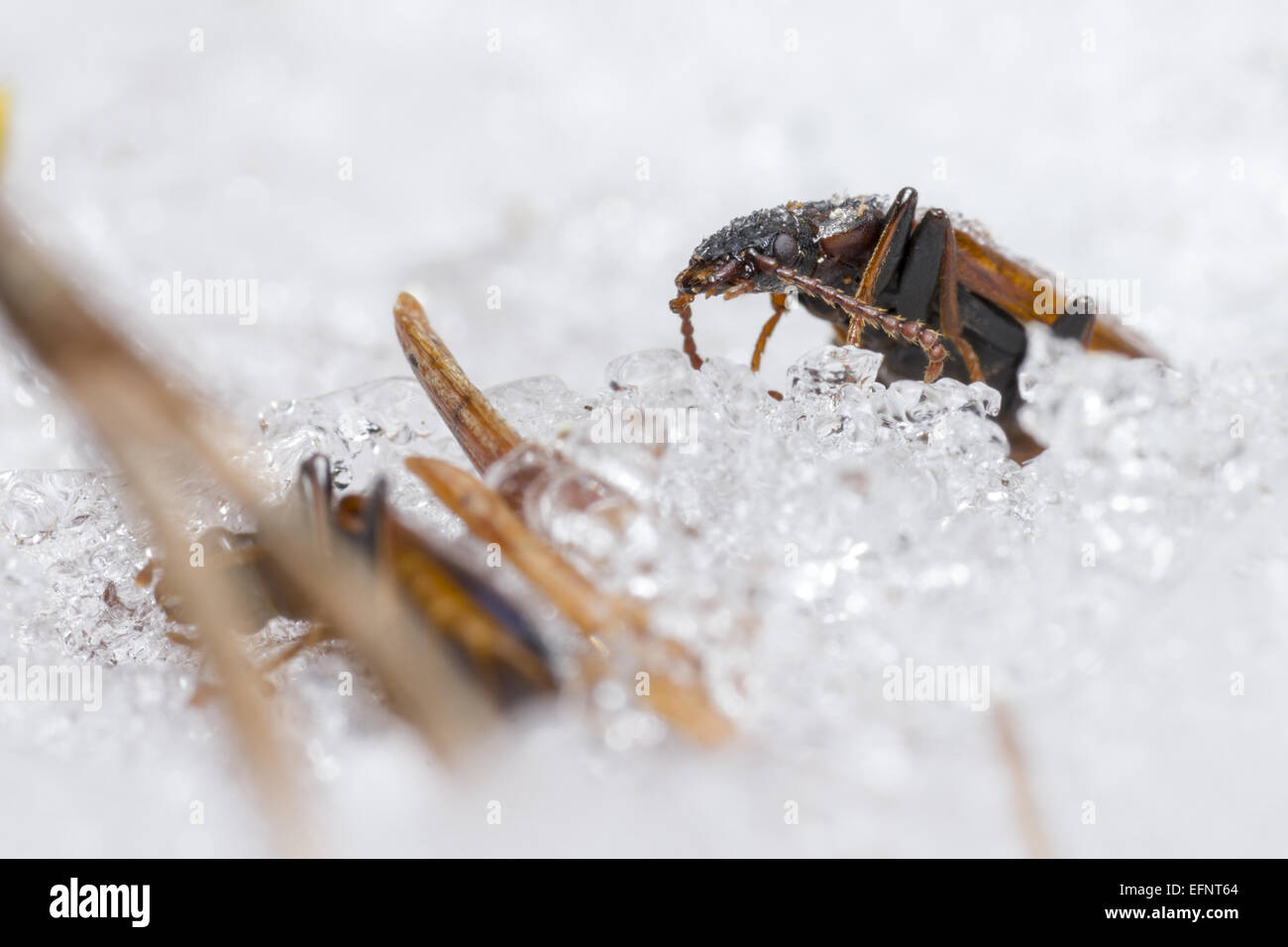 The Ice Beetle Stock Photo - Alamy