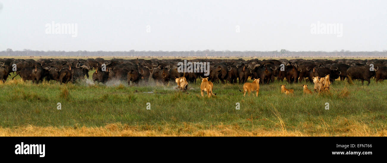 Pride of lions hunting Cape buffaloes, they have them on the run with ...