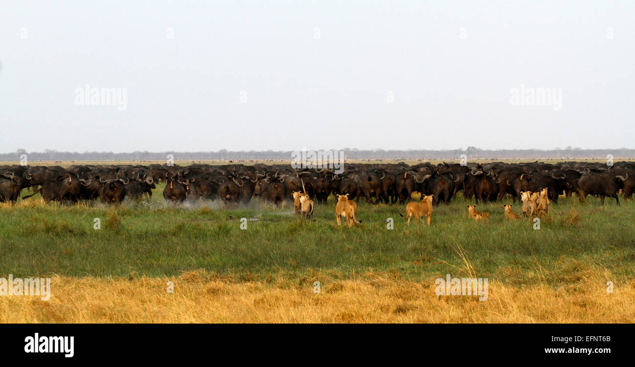 Pride of lions hunting Cape buffaloes, they have them on the run with ...