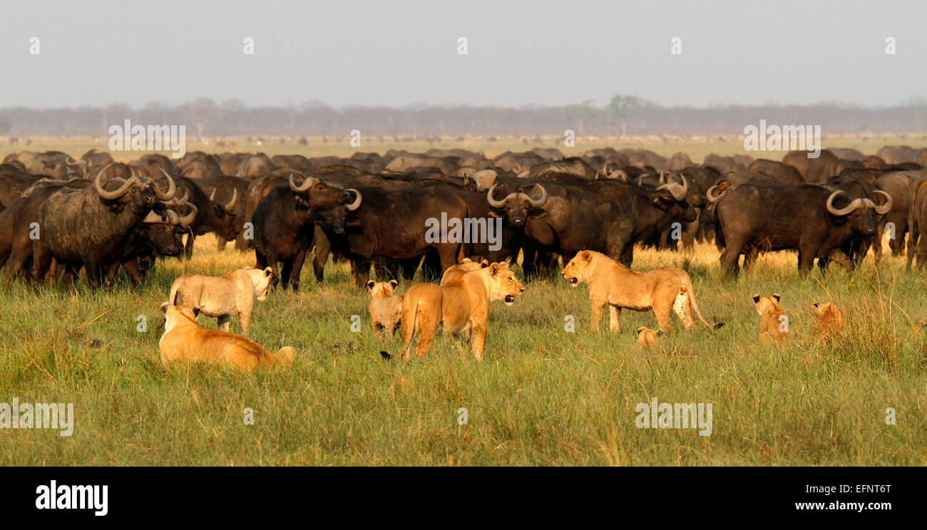 Pride of lions taking Cape Buffalo on, always hunters whilst young cubs ...