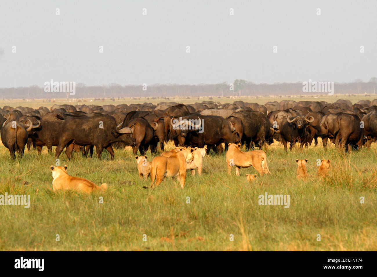 Pride of lions taking Cape Buffalo on, always hunters whilst young cubs ...