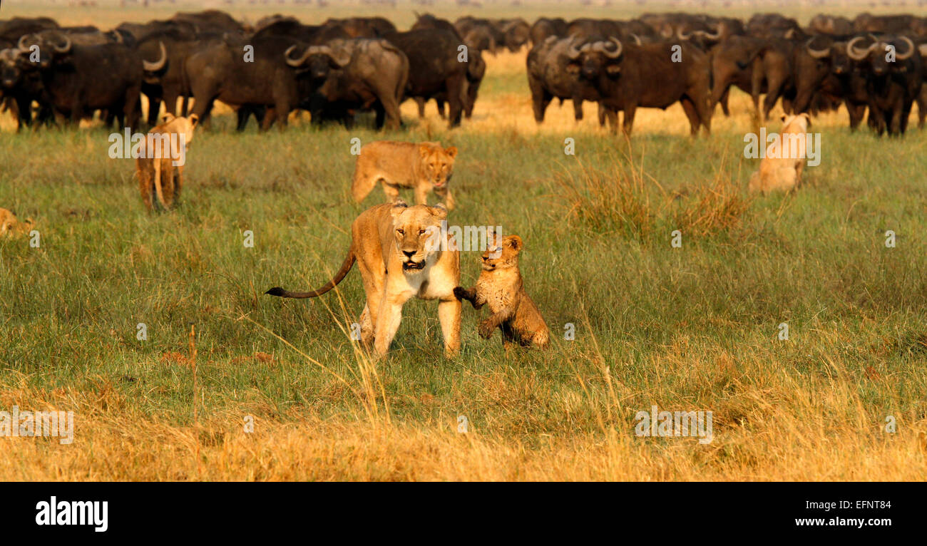 Pride of lions taking Cape Buffalo on, always hunters whilst young cubs ...