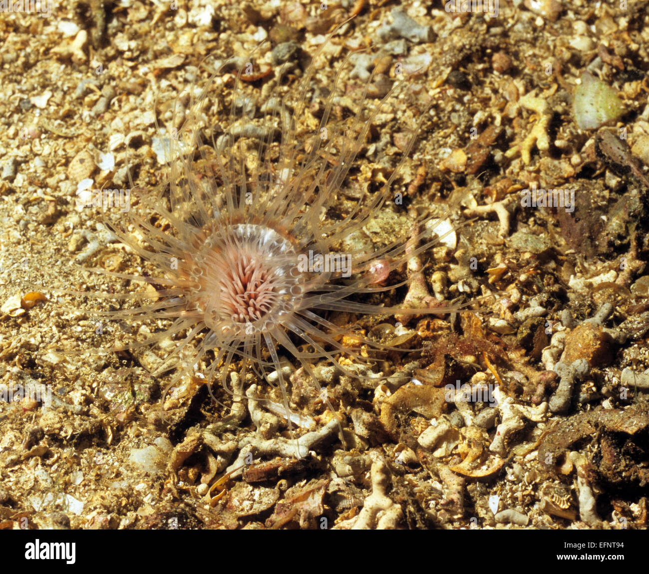 Burrowing anemone hi-res stock photography and images - Alamy