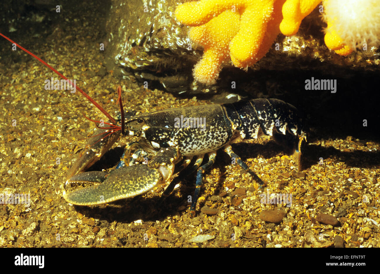 Underwater off Hyskeir (Oigh Sgeir in Gaelic) in the Inner Hebrides ...
