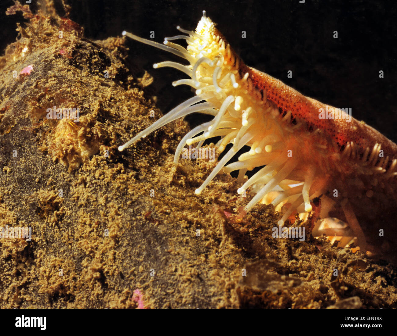 Common starfish hi-res stock photography and images - Alamy