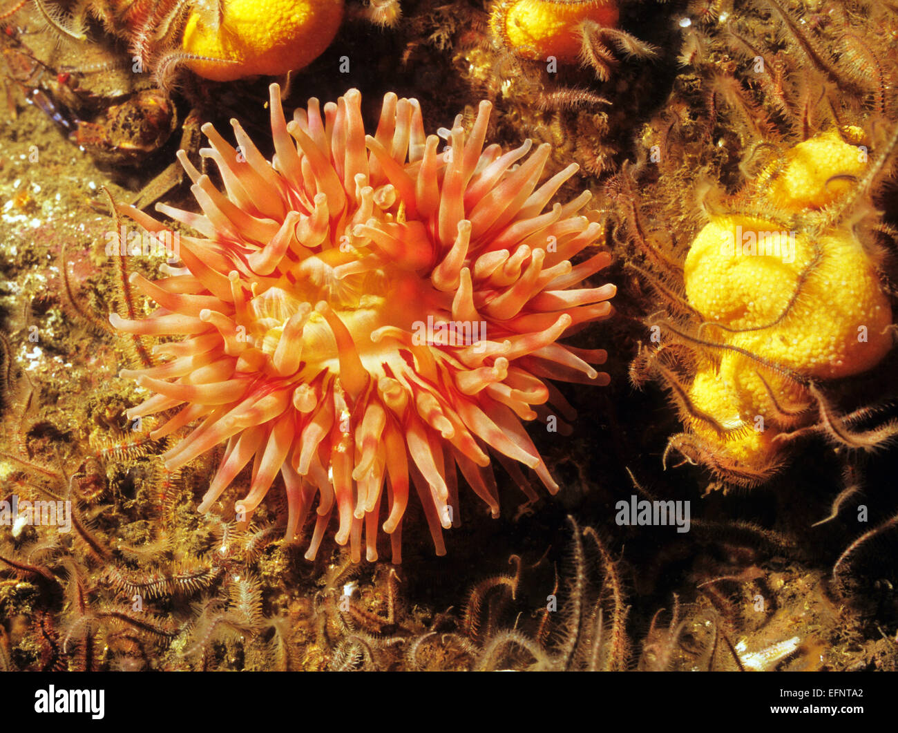Dahlia Anemone (Urticina Felina) Photographed underwater off the Isle ...