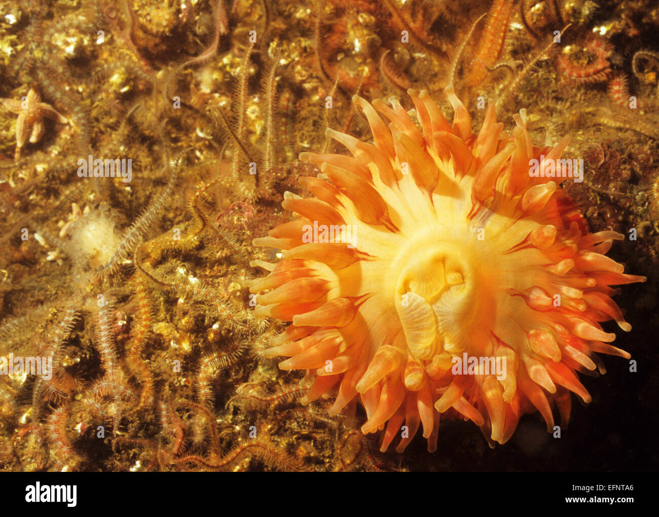 Dahlia anemone urticina felina photographed hi-res stock photography ...