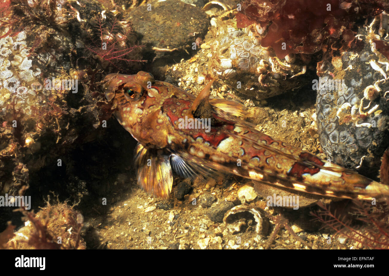 Underwater off Hyskeir (Oigh Sgeir in Gaelic) in the Inner Hebrides ...
