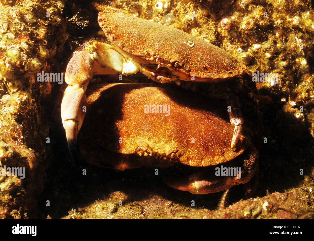 Underwater marine life, out of Eyemouth. Scotland. Amazing and ...