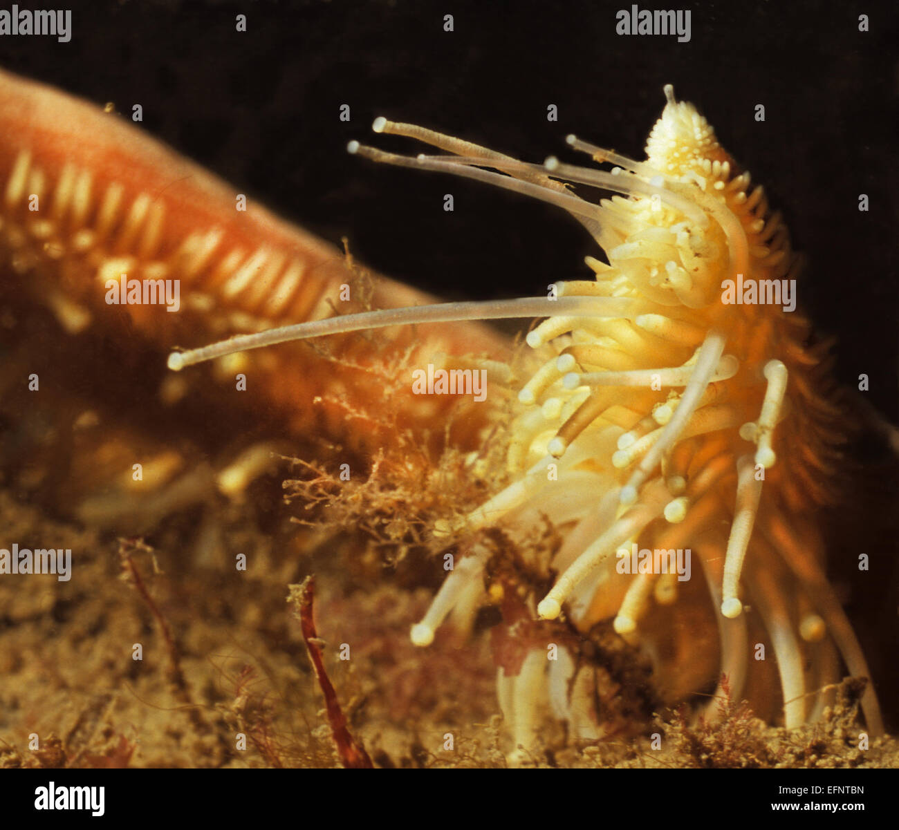 Common starfish leg appears over a ridge underwater off Oigh Sgeir ...
