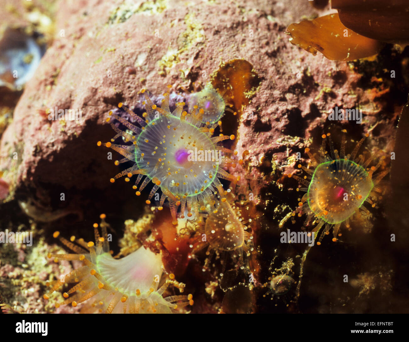 Underwater off Hyskeir (Oigh Sgeir in Gaelic) in the Inner Hebrides ...