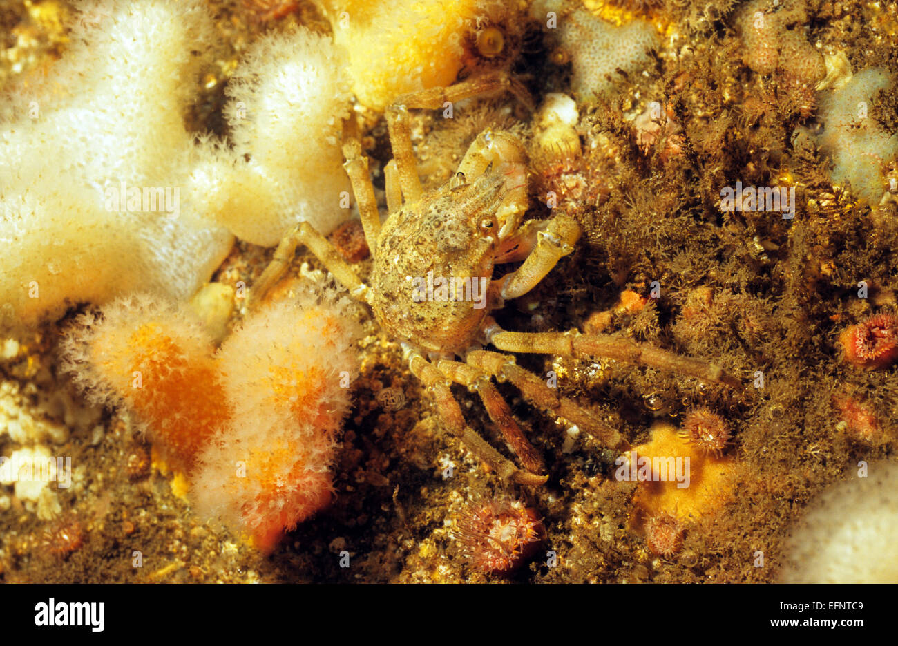 Underwater marine life out of eyemouth scotland hi-res stock ...