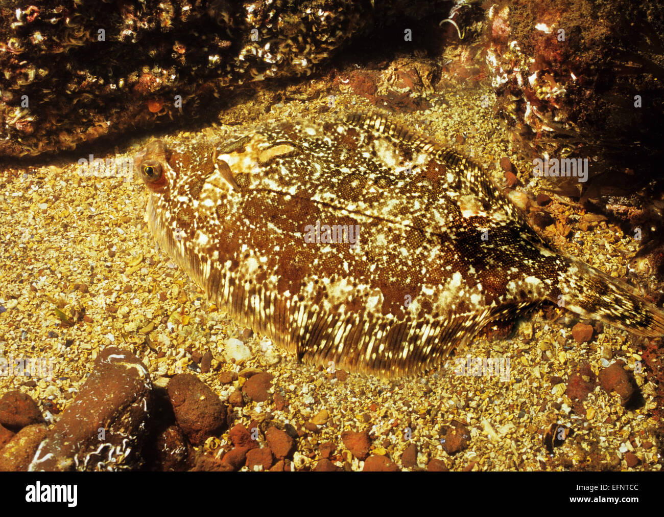 Wonderful colourful marine life on the sea bed hi-res stock photography ...
