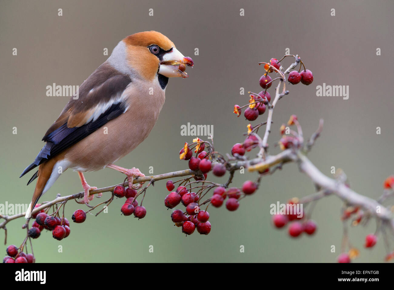 Hawfinch hi-res stock photography and images - Alamy