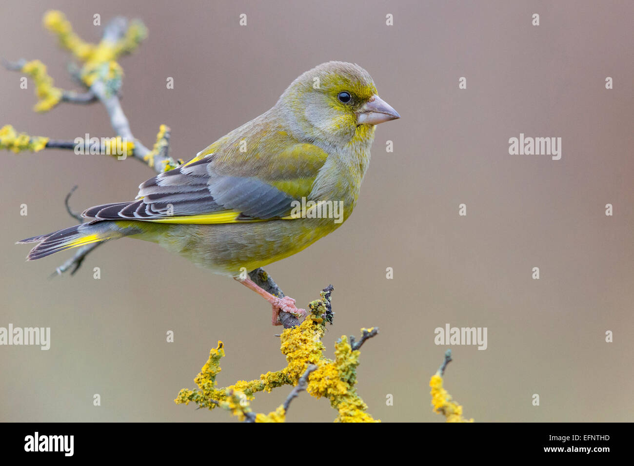 Greenfinch hi-res stock photography and images - Alamy