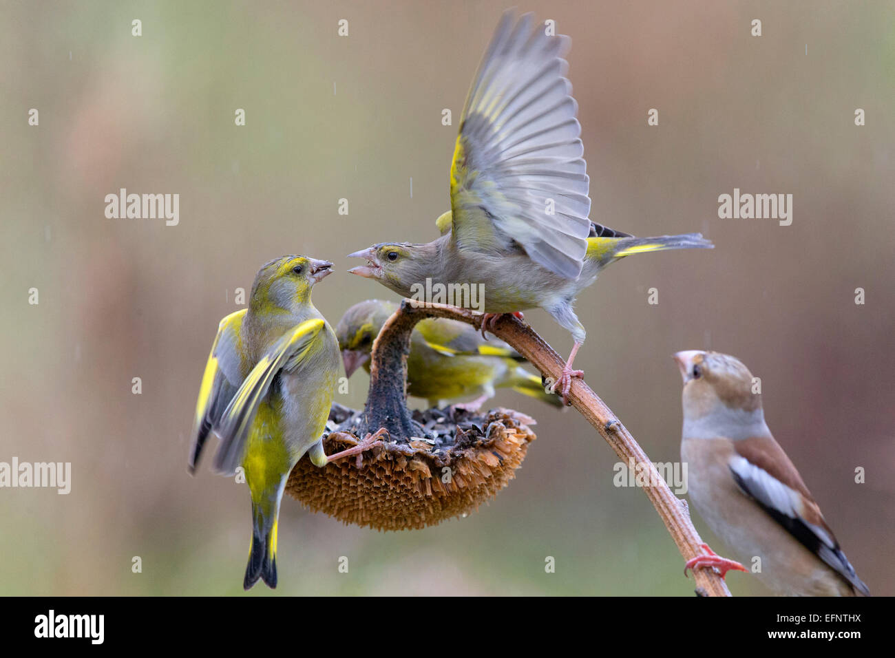 Greenfinches hi-res stock photography and images - Alamy