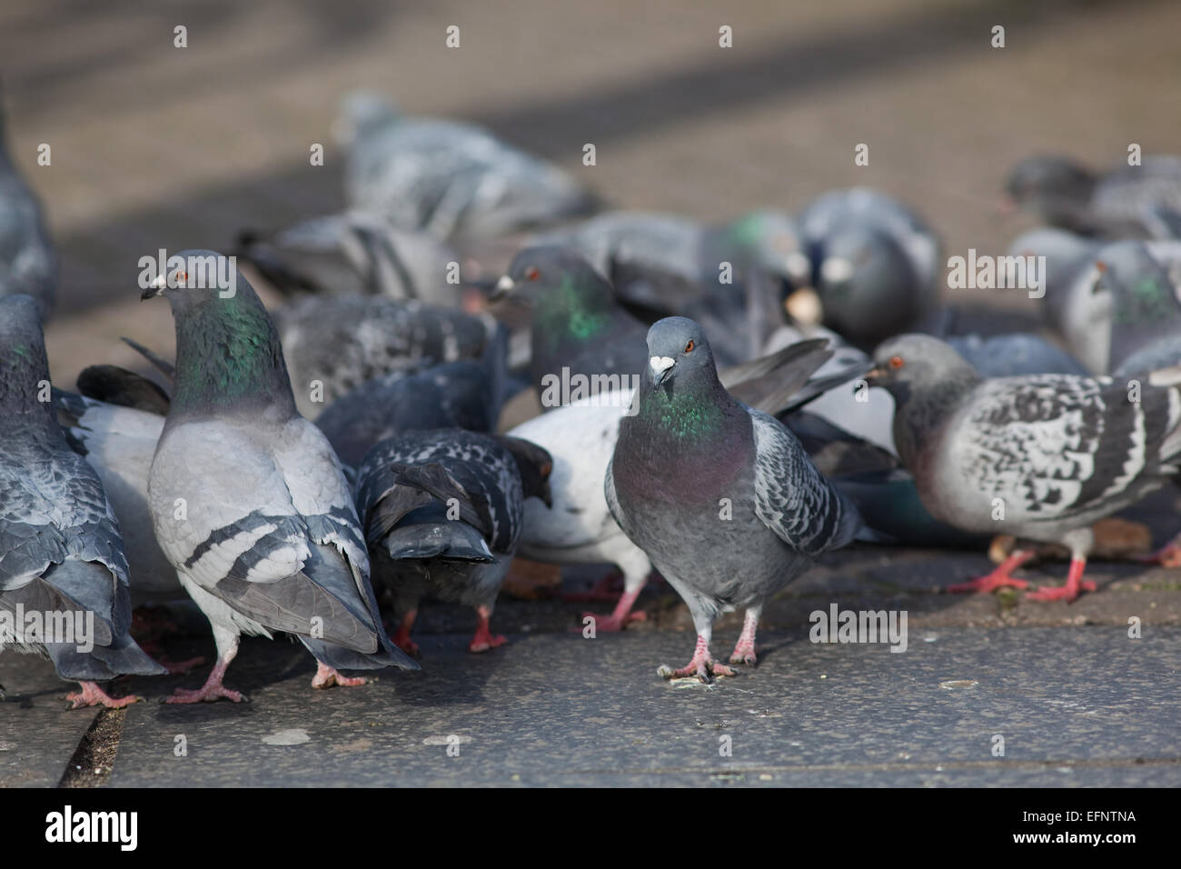 Feral Domestic Pigeons (Columba livia). Free living domesticated birds ...