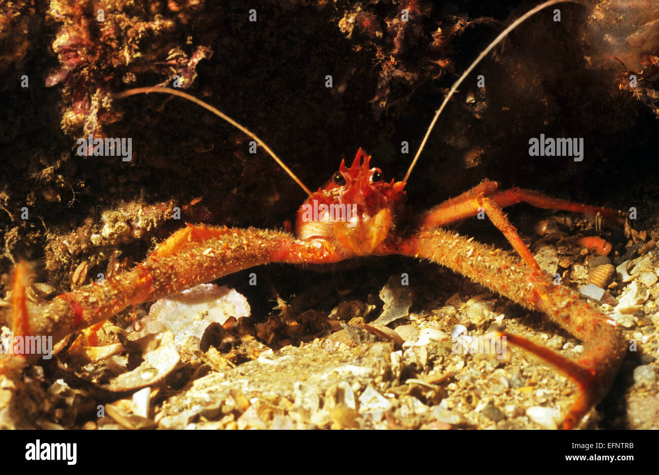 Long Clawed Squat Lobster (Munida Rugosa) Photographed underwater off ...