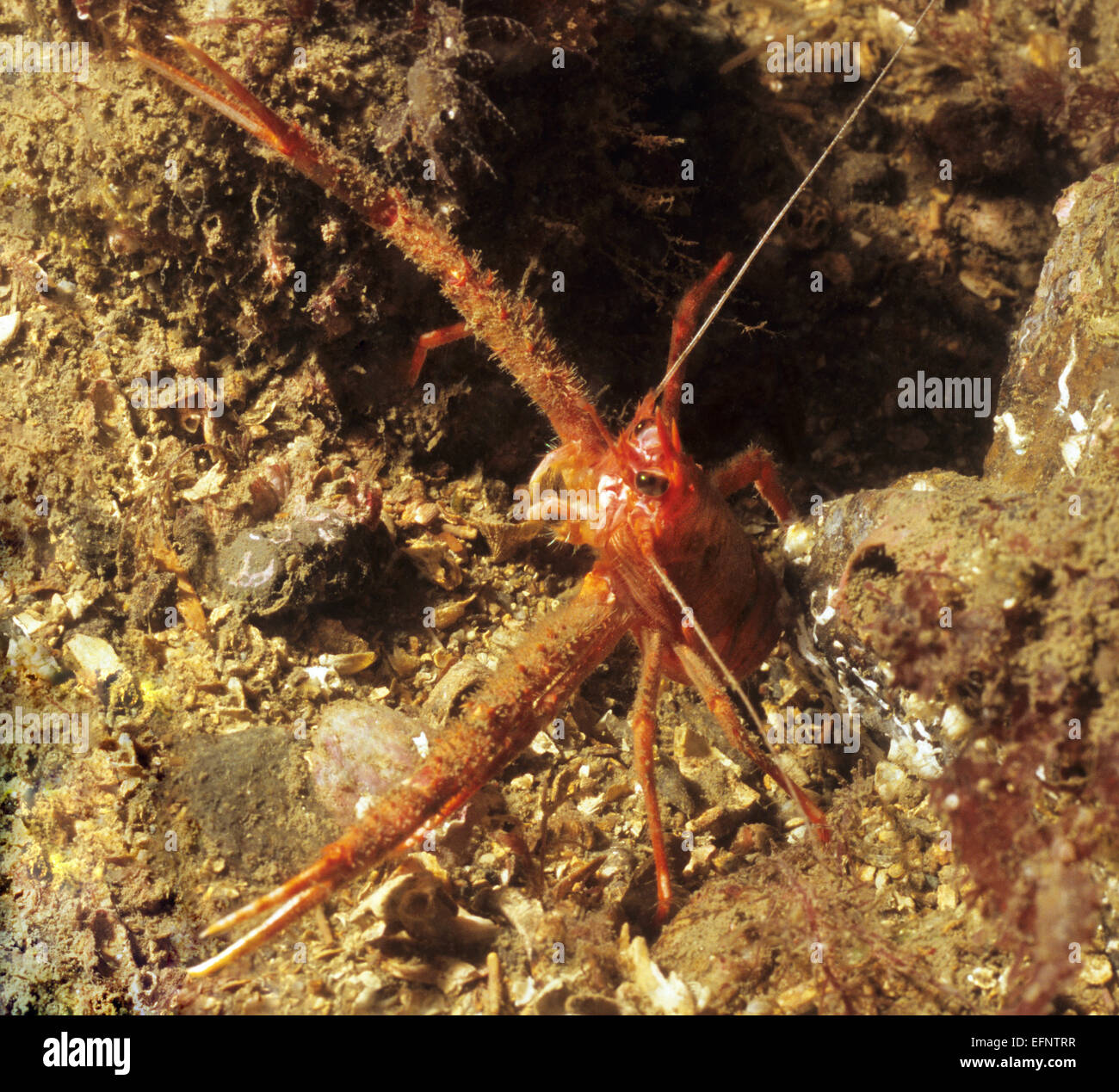 Long clawed squat lobster munida rugosa hi-res stock photography and ...