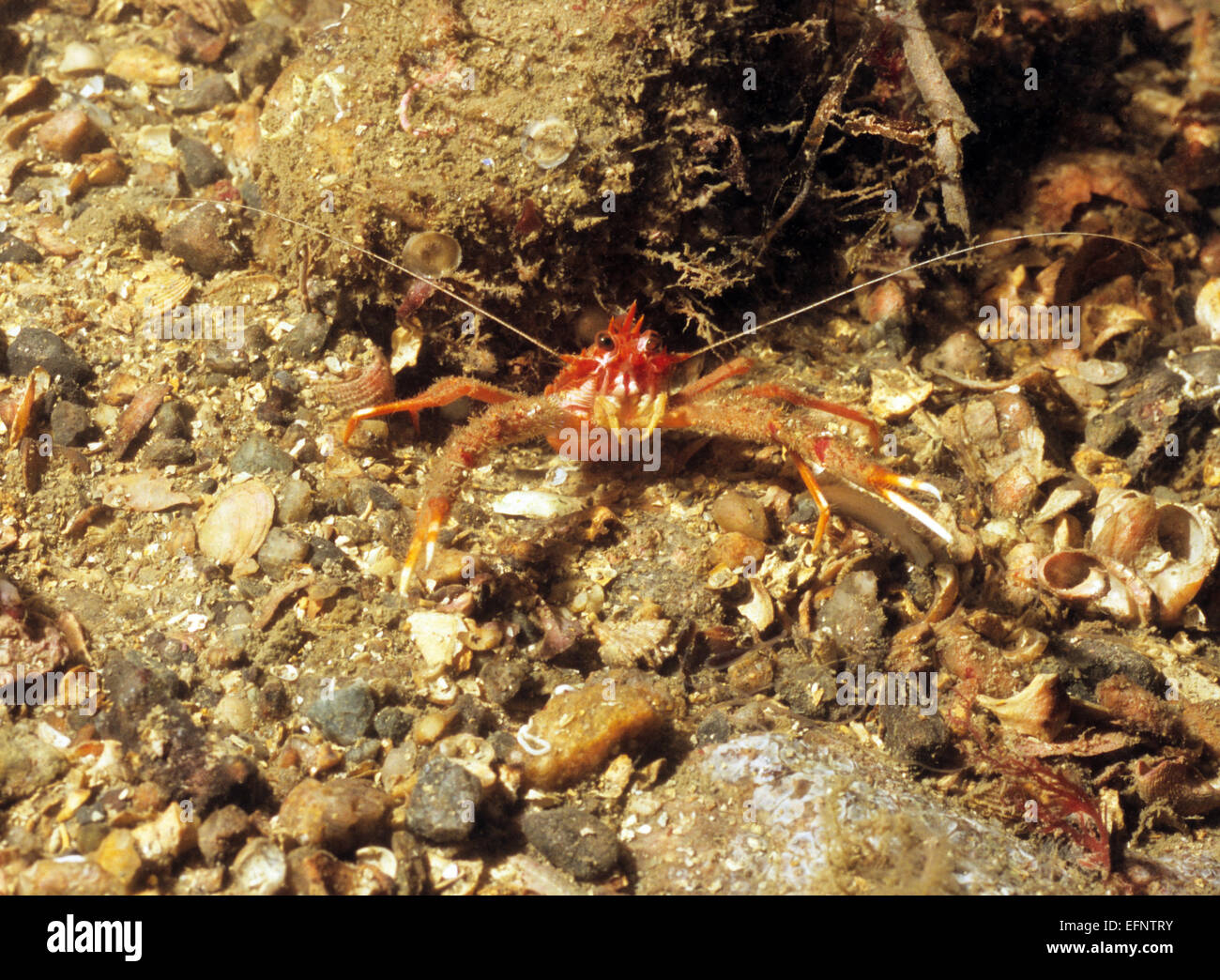 Munida Stock Photos & Munida Stock Images - Alamy