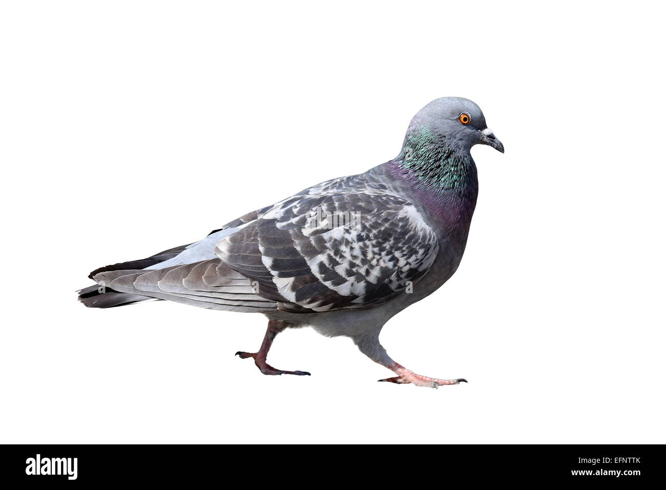 male feral pigeon walking proud in mating season, isolated over white ...