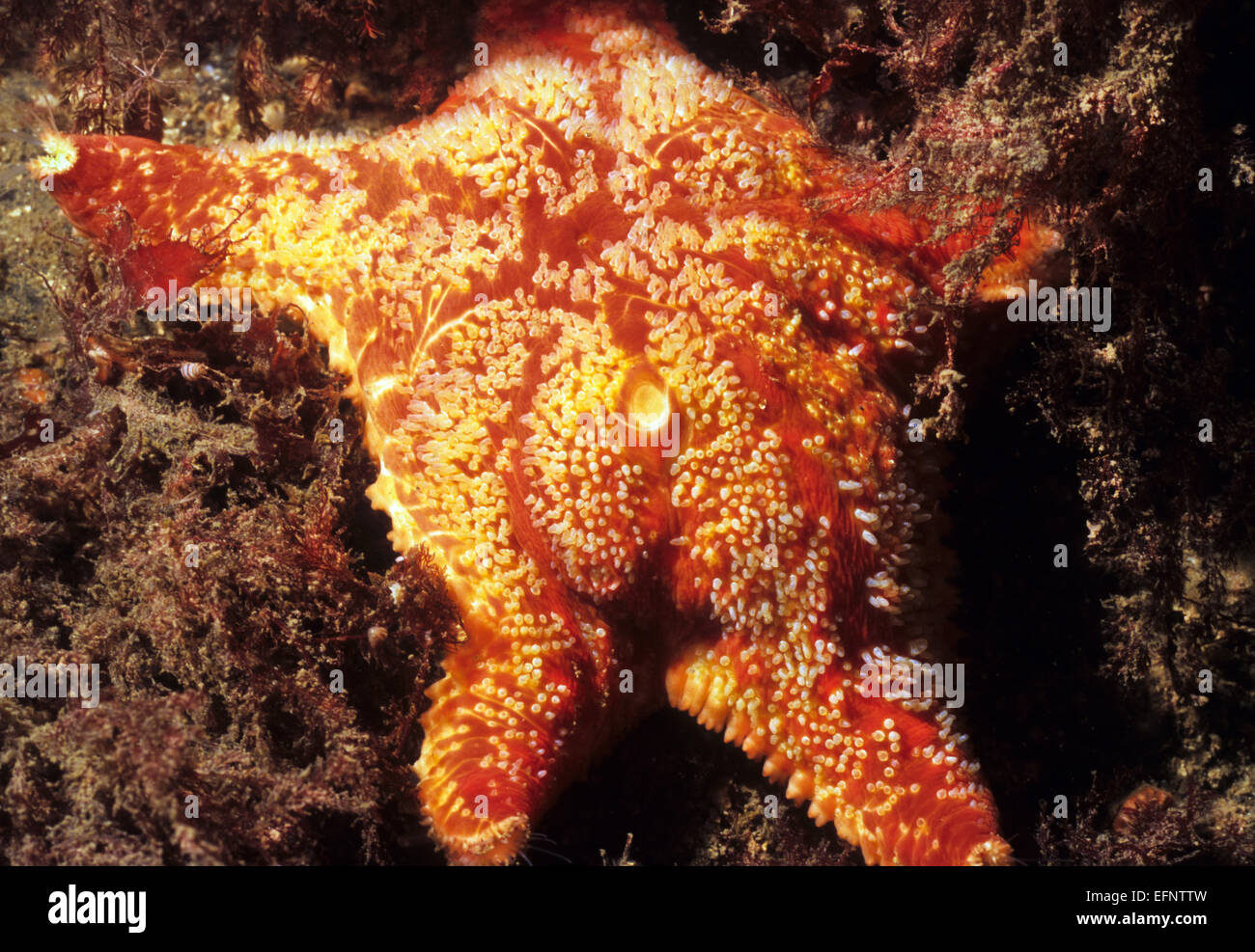 Underwater off Hyskeir (Oigh Sgeir in Gaelic) in the Inner Hebrides ...