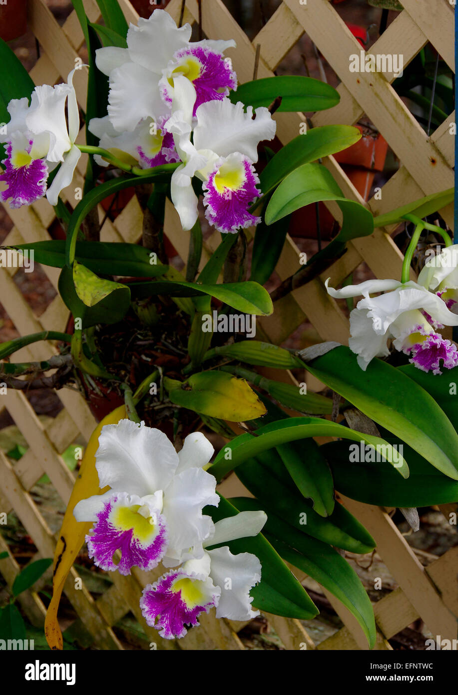 Cattelya orchids flowering Stock Photo - Alamy