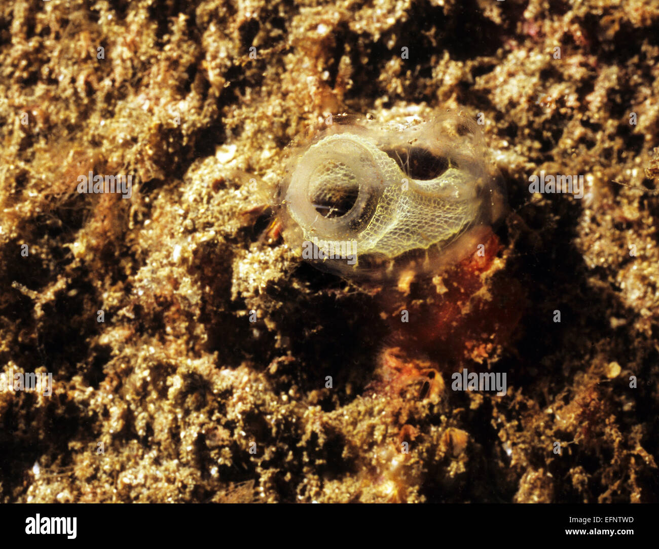 Sea Squirts, Tunicates, underwater marine life, off the Isle of Skye ...
