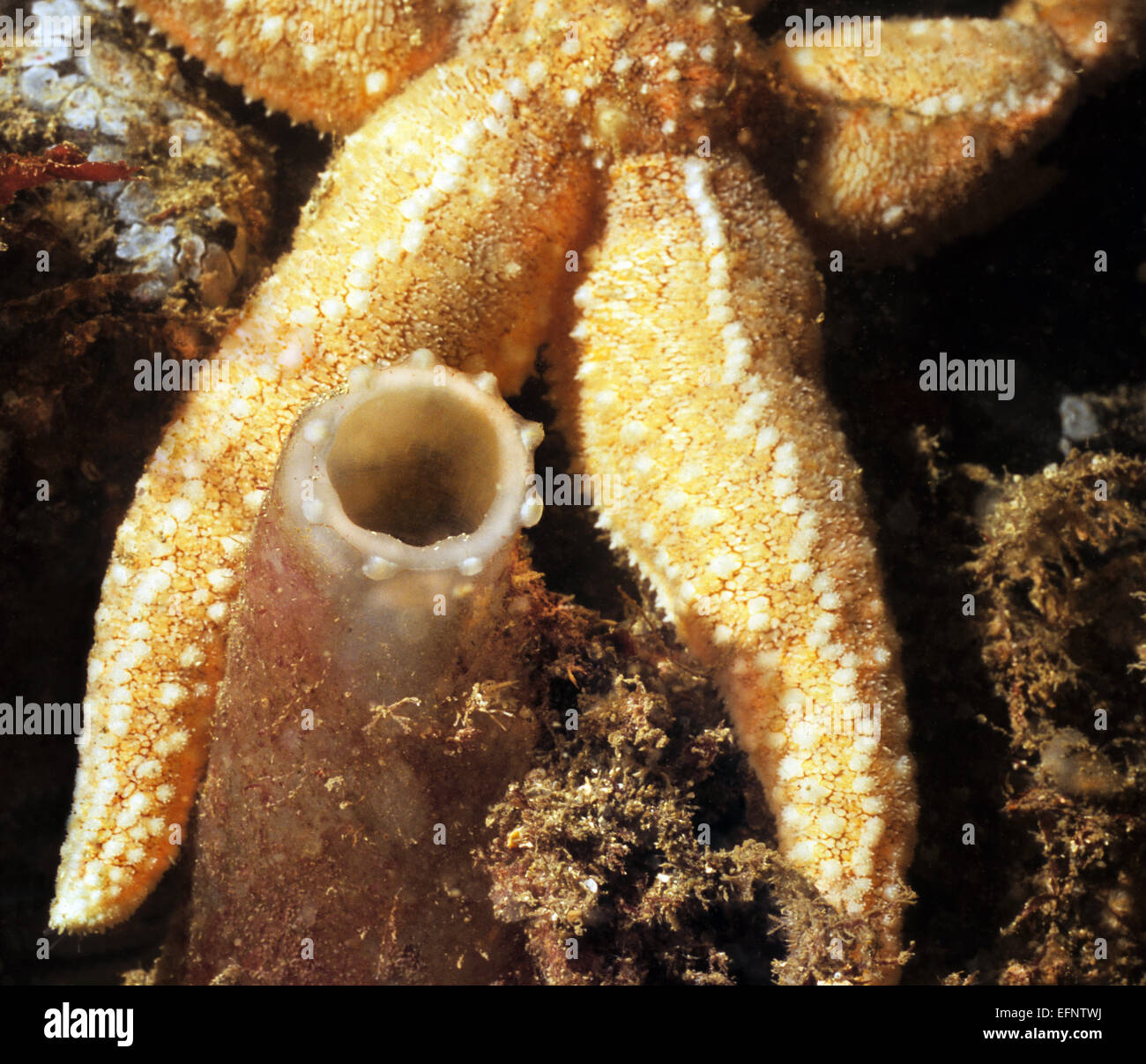 Sea Squirts, Tunicates, underwater marine life, off the Isle of Skye ...