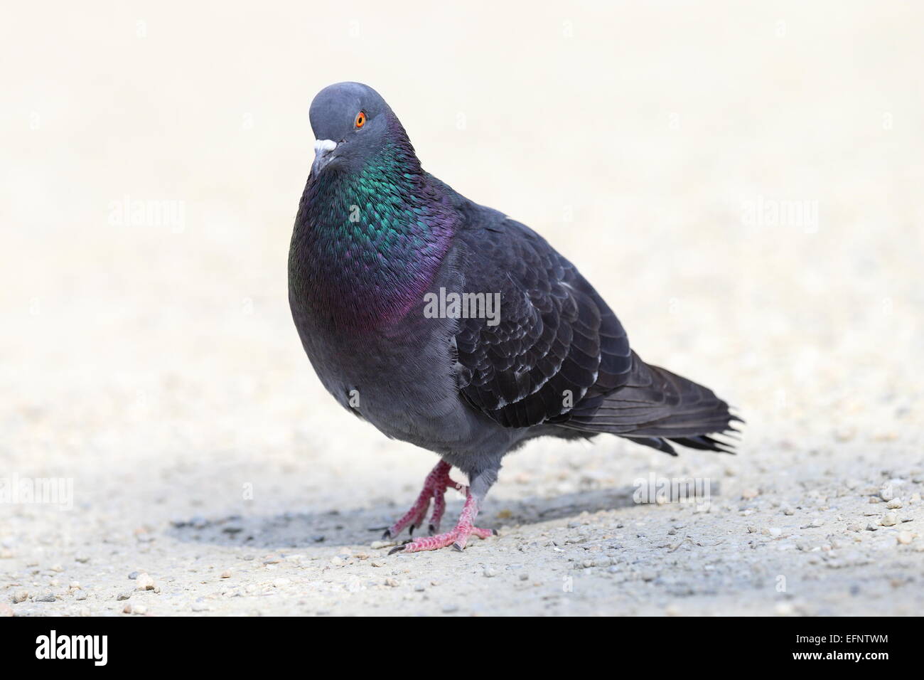 Male feral pigeon walking hi-res stock photography and images - Alamy
