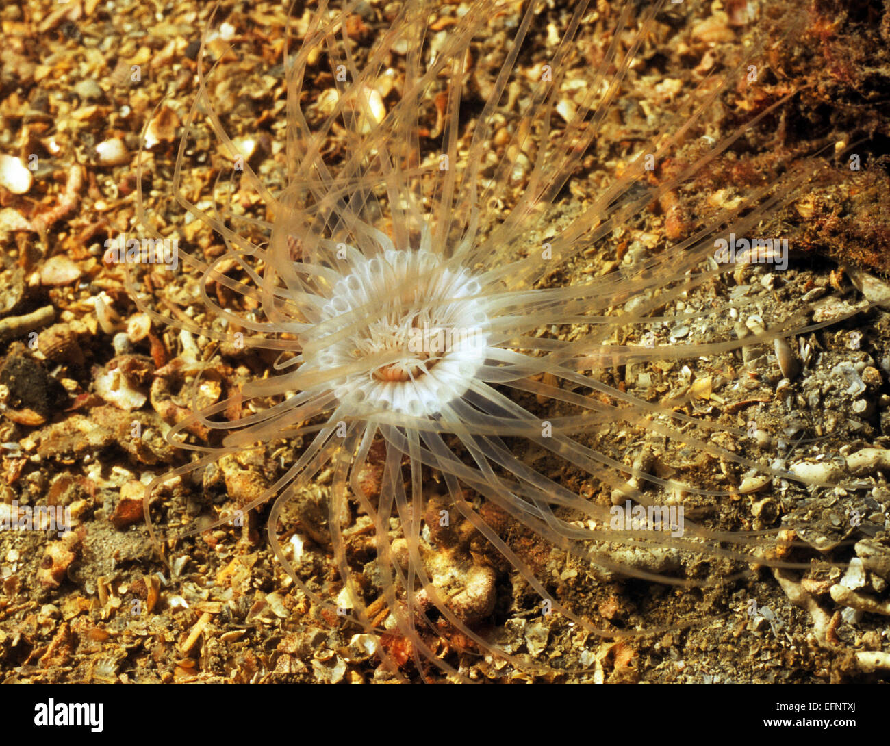 Burrowing Anemone (Cerianthus Lloydii) Image photographed underwater ...