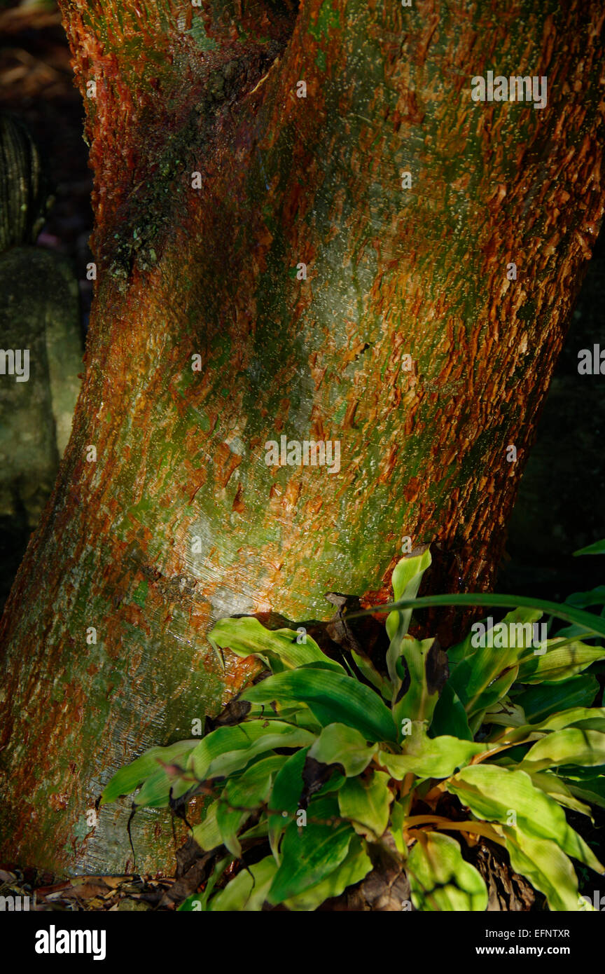 Gumbo limbo tree hi-res stock photography and images - Alamy