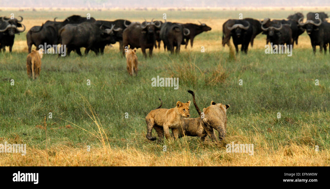 Pride of lions teaching their cubs the treacherous art of hunting Cape ...