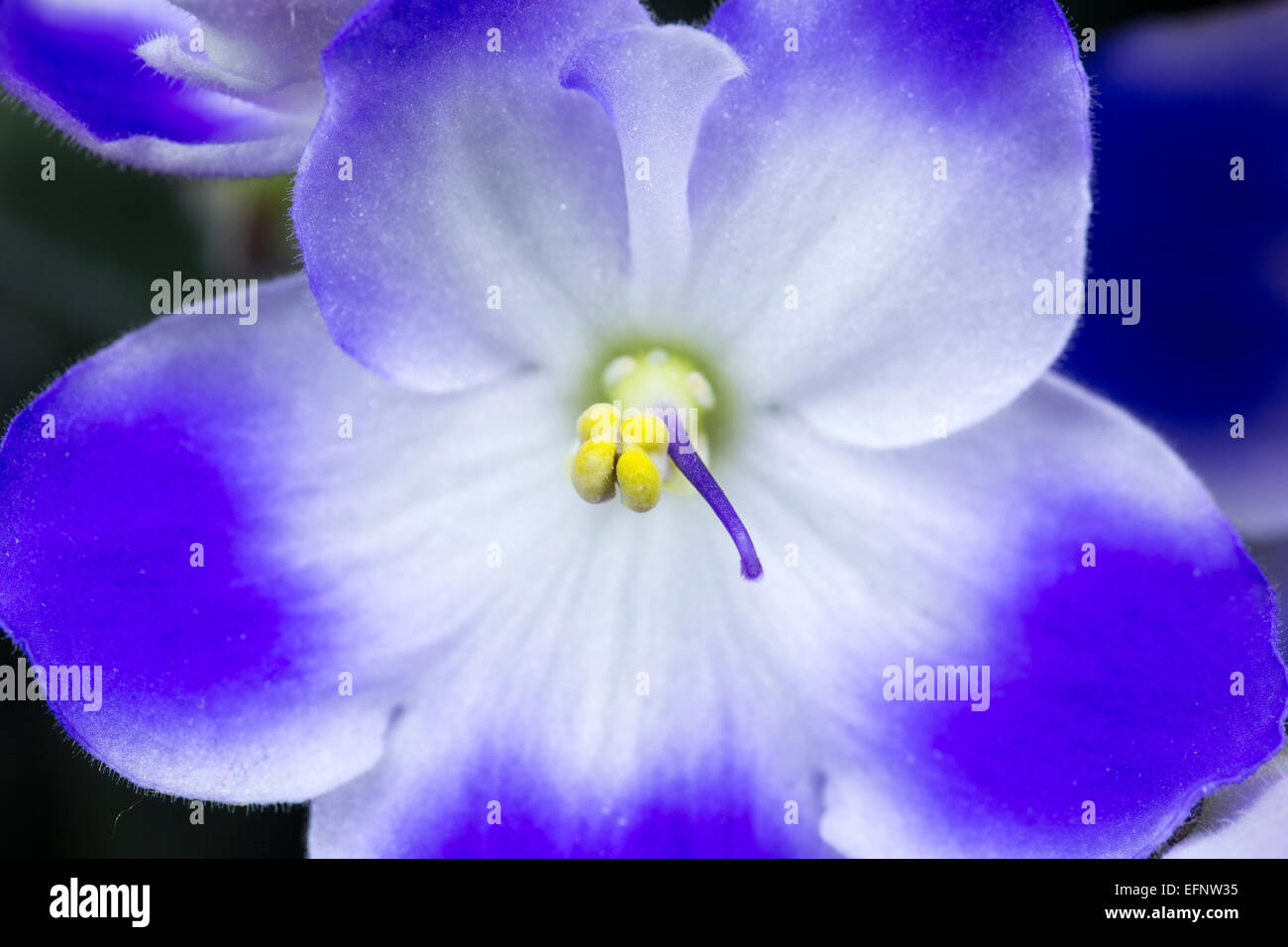 Blue and white single violet texture background Stock Photo - Alamy
