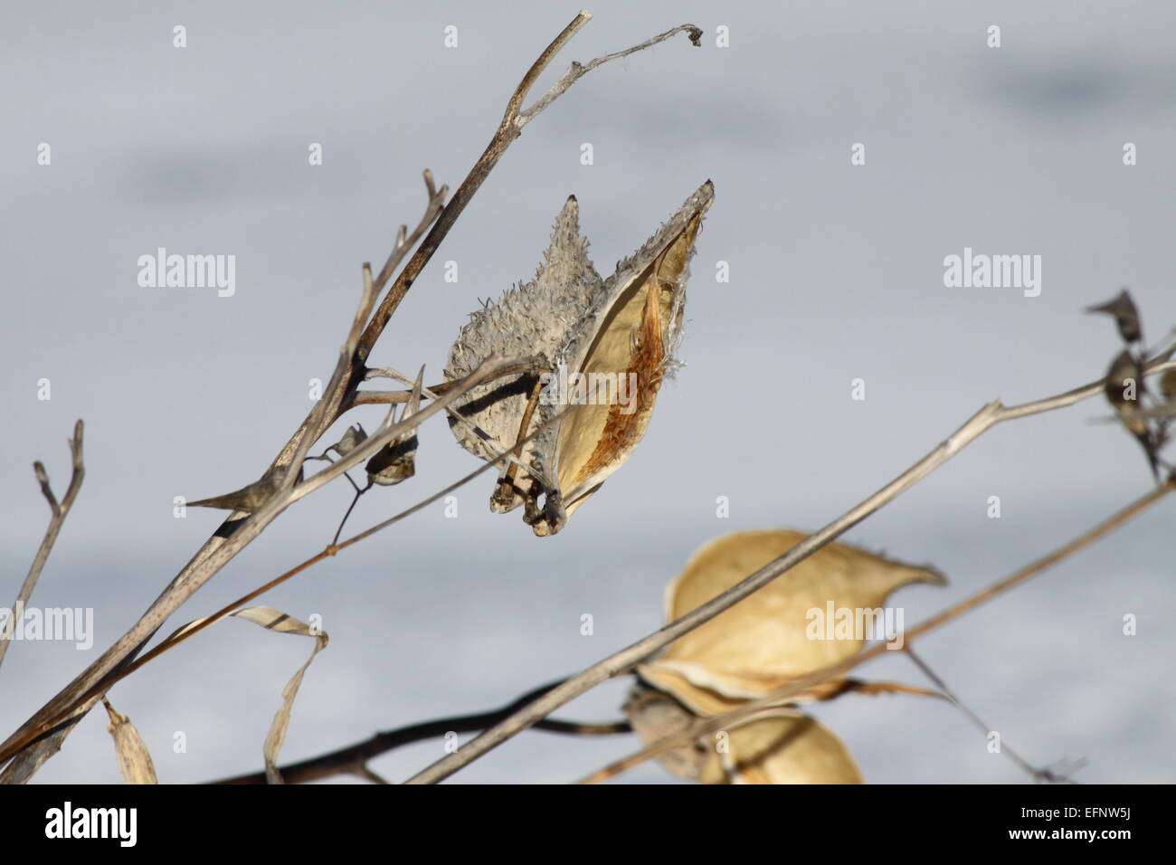 Seed boat hi-res stock photography and images - Alamy