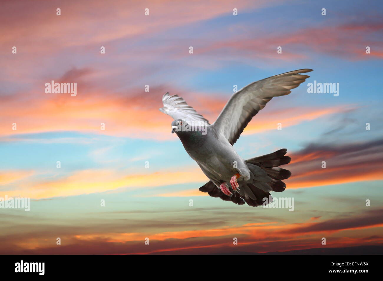 Flying bird in sunset hi-res stock photography and images - Alamy