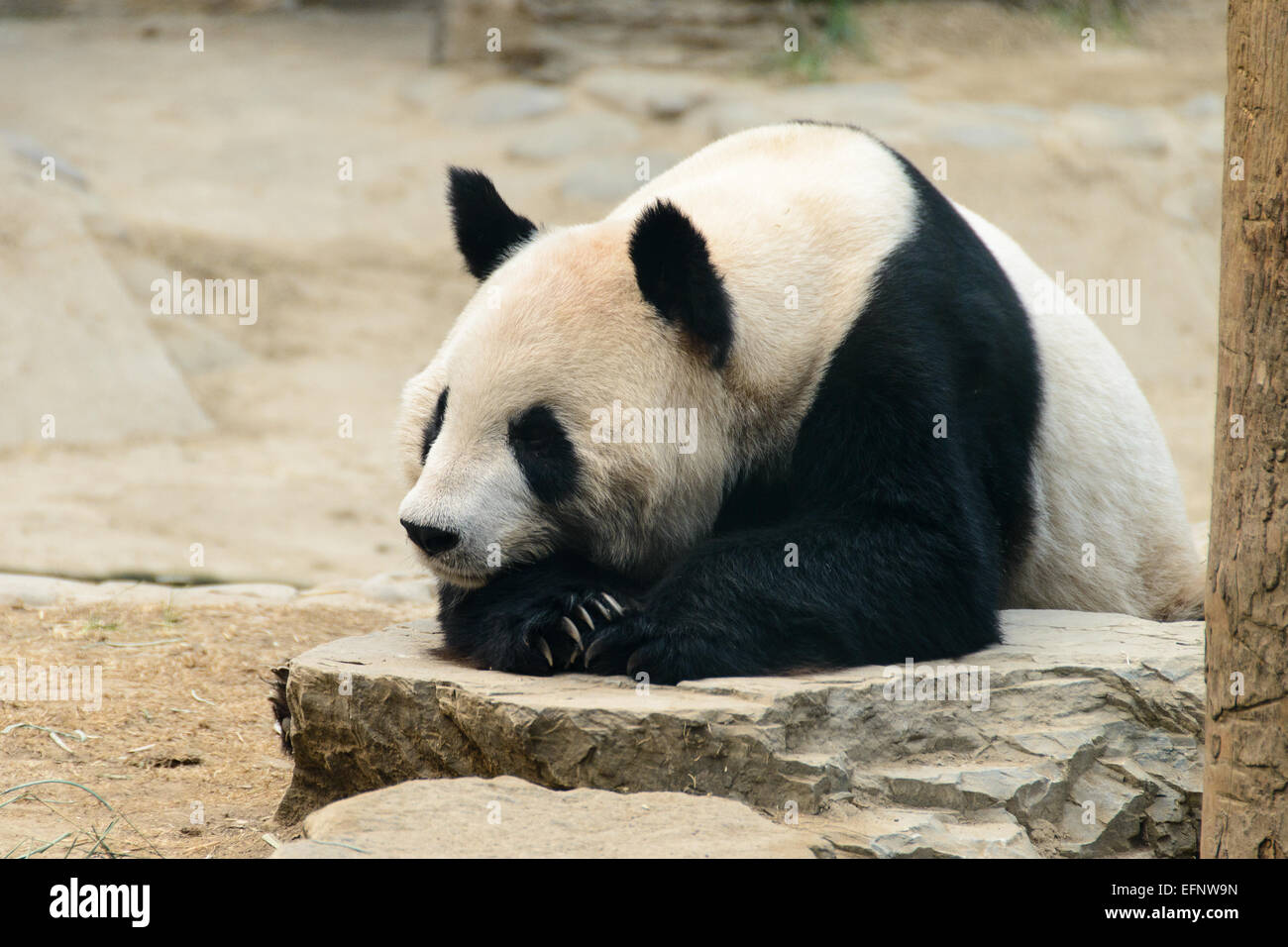 Giant panda in captivity at Beijing Zoo Stock Photo - Alamy