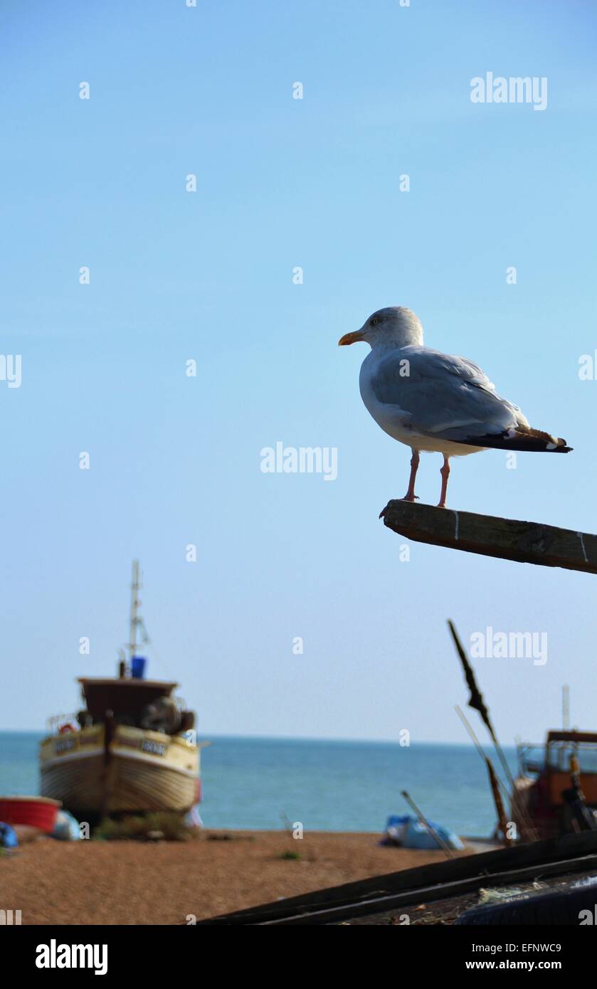 Seagull with scenic background Stock Photo - Alamy