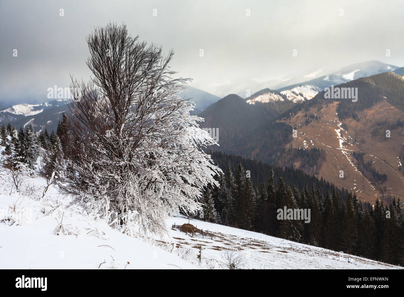 Single tree in frost. Winter forest in mountains Stock Photo - Alamy