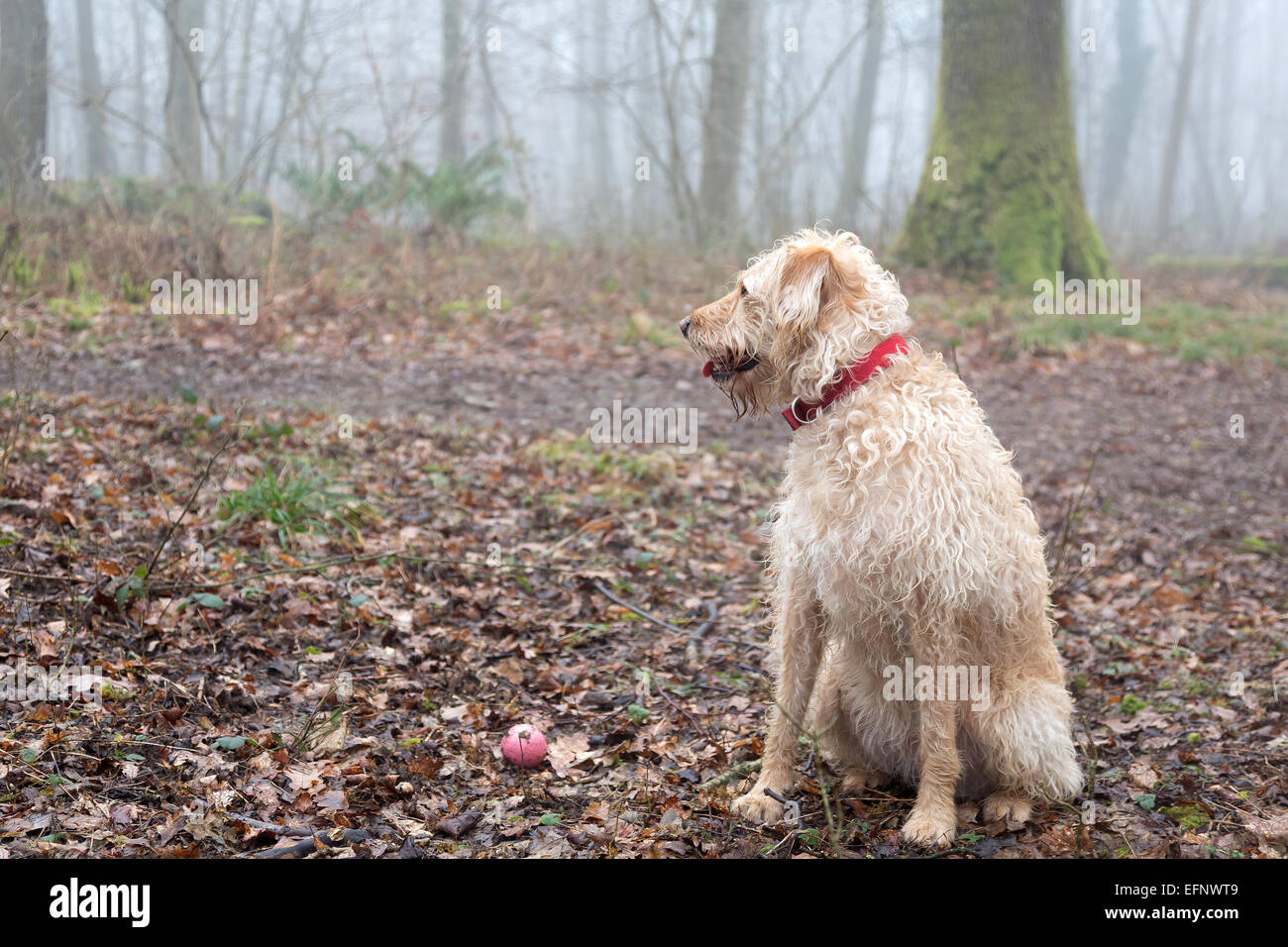 Yellow Labradoodle Portrait Stock Photo - Alamy