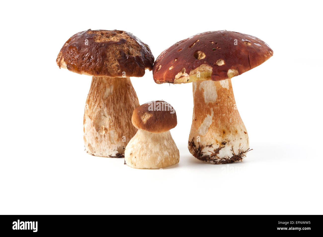 Four ceps hi-res stock photography and images - Alamy