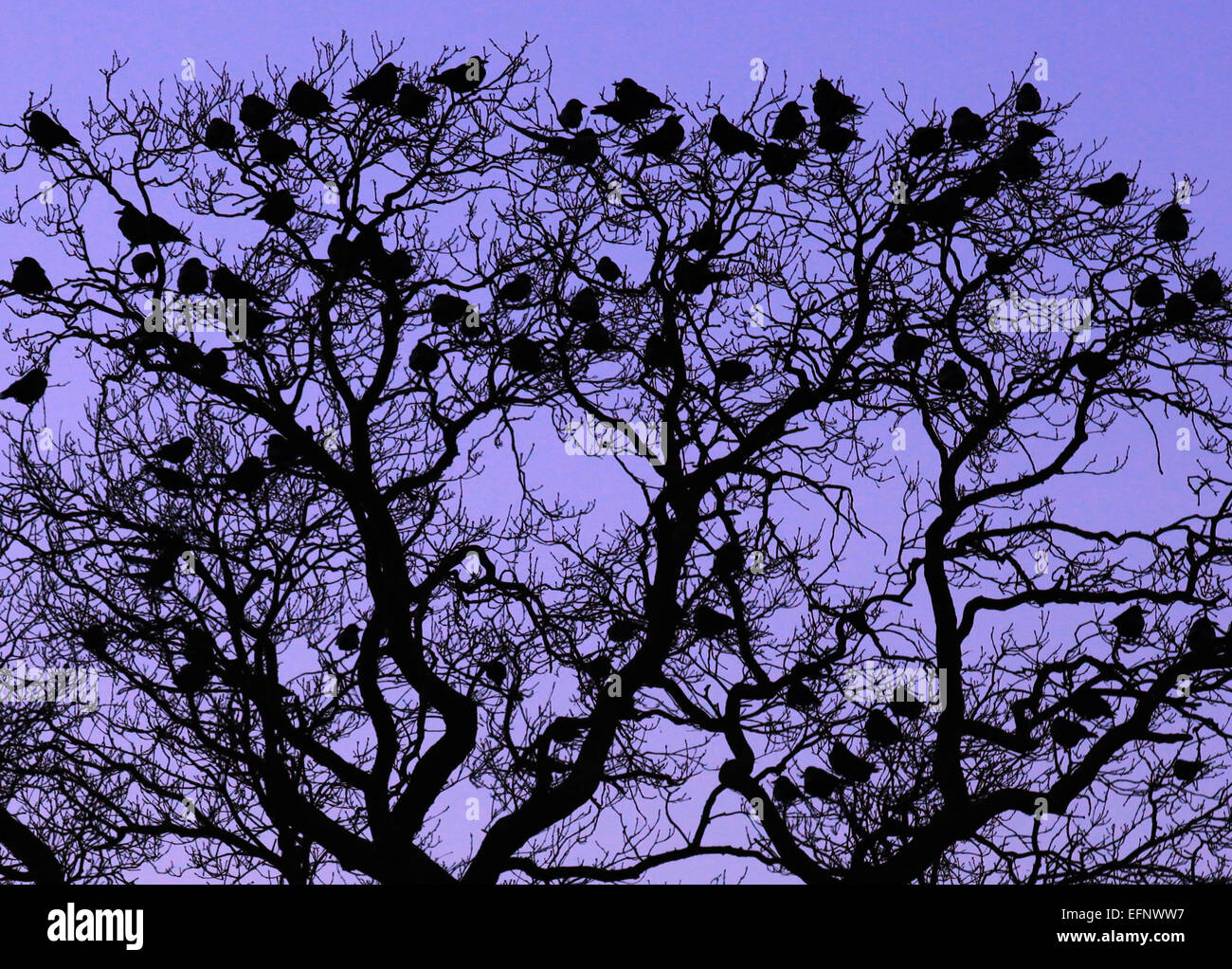 Many species of birds gather together at dusk in preparation to ...