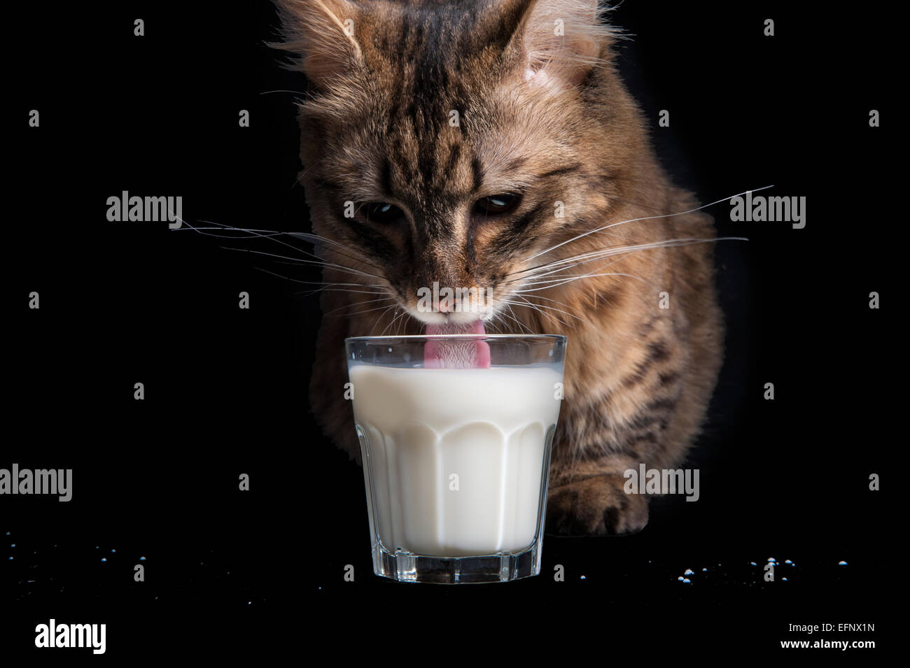 A rare Munchkin breed of cat drinking milk against a black background ...