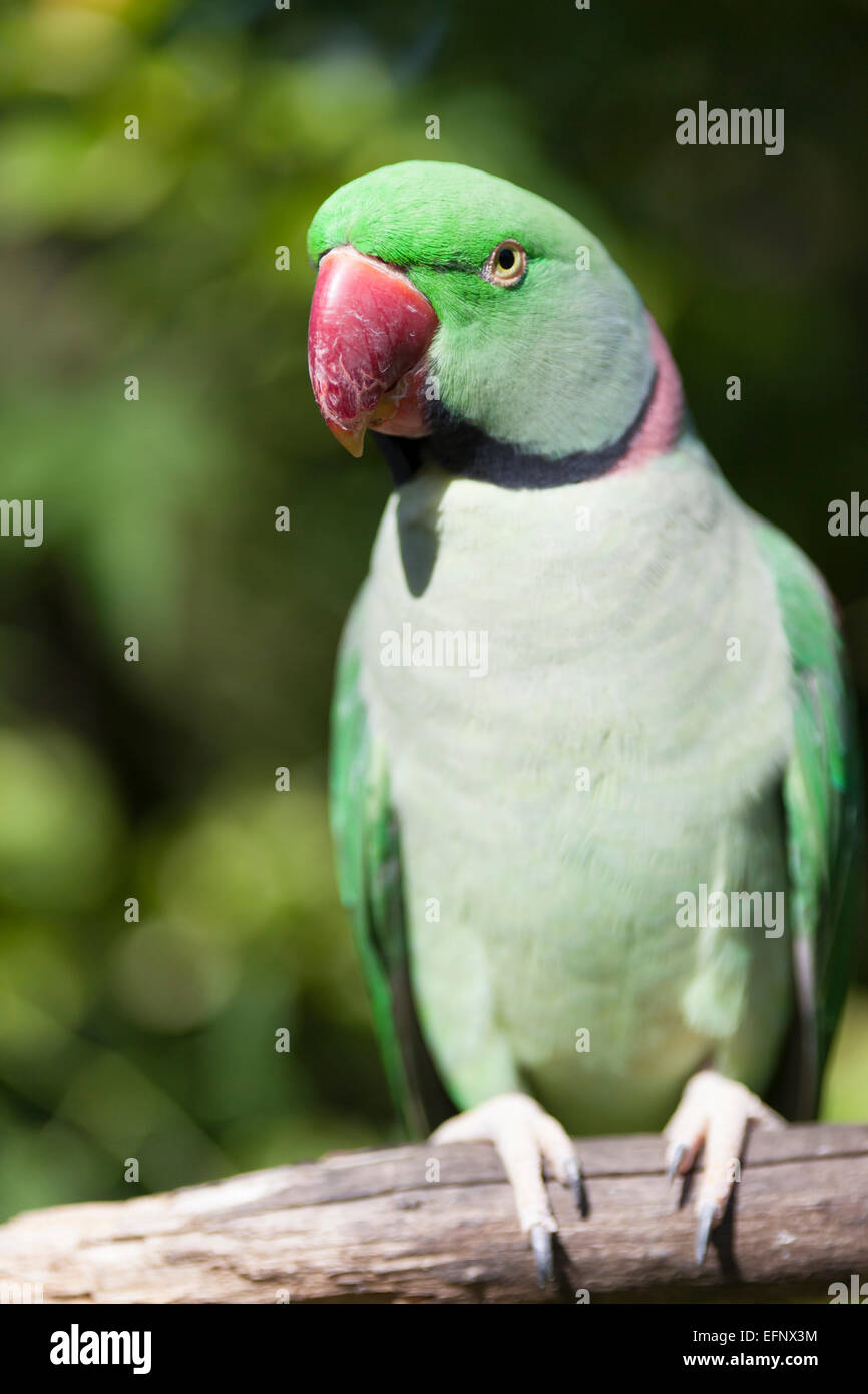 South Africa, Birds or Eden, Ring necked parakeet - "Psittacula krameri ...