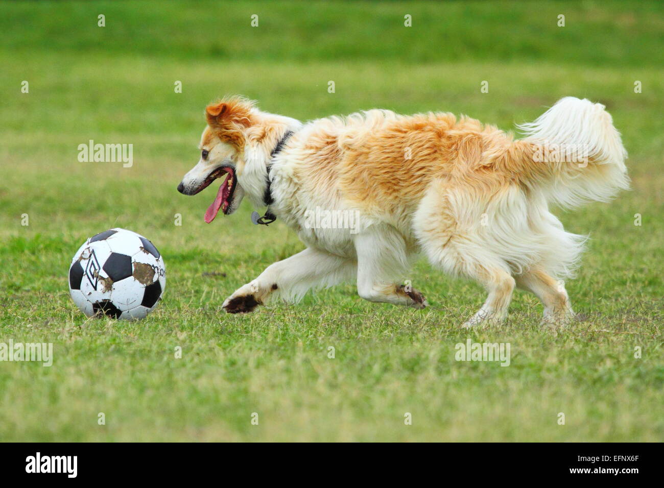 Tahu - a dog exhibiting great joy and skill at dribbling a soccer ball ...