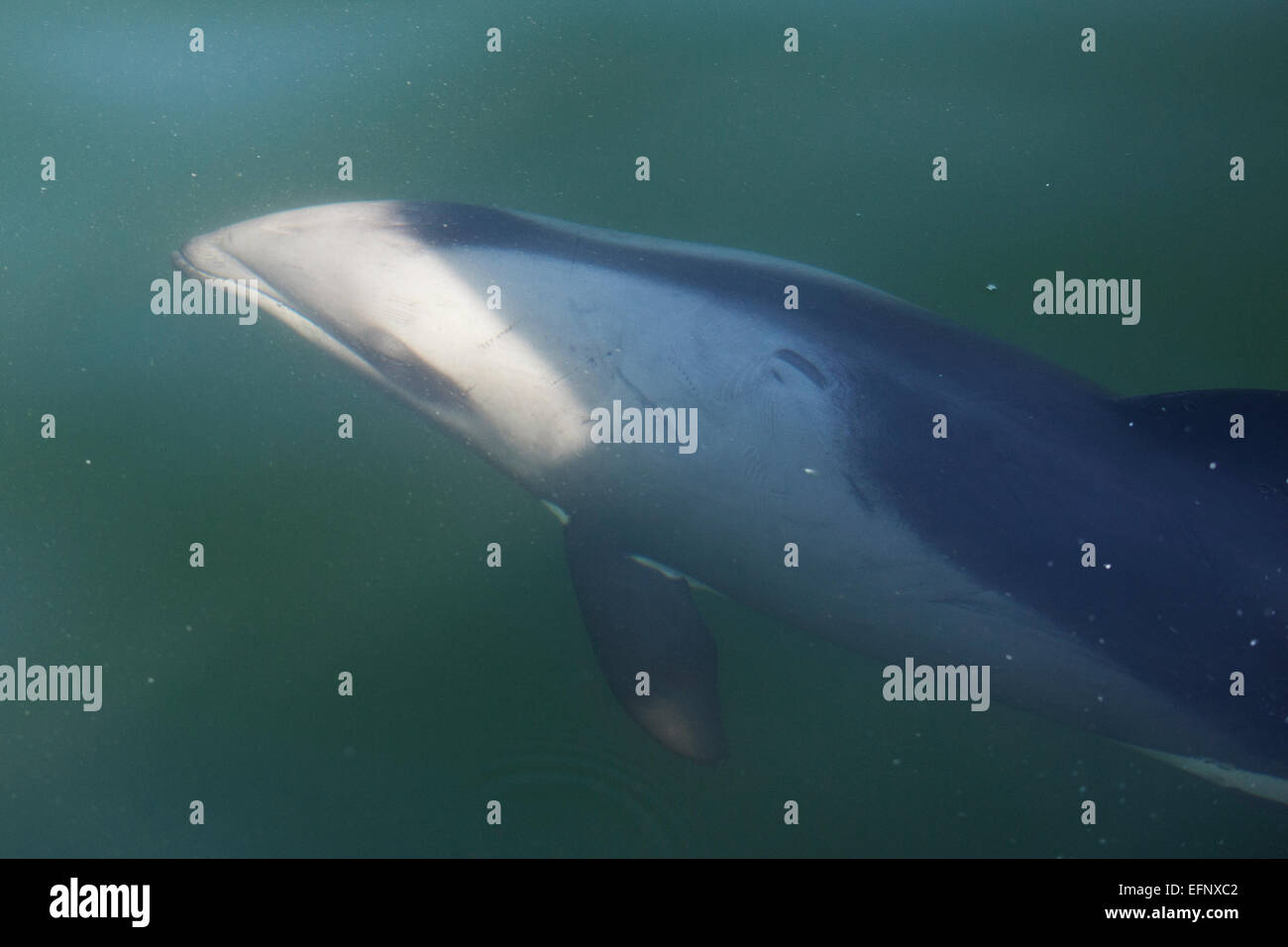 Heaviside’s dolphin hi-res stock photography and images - Alamy