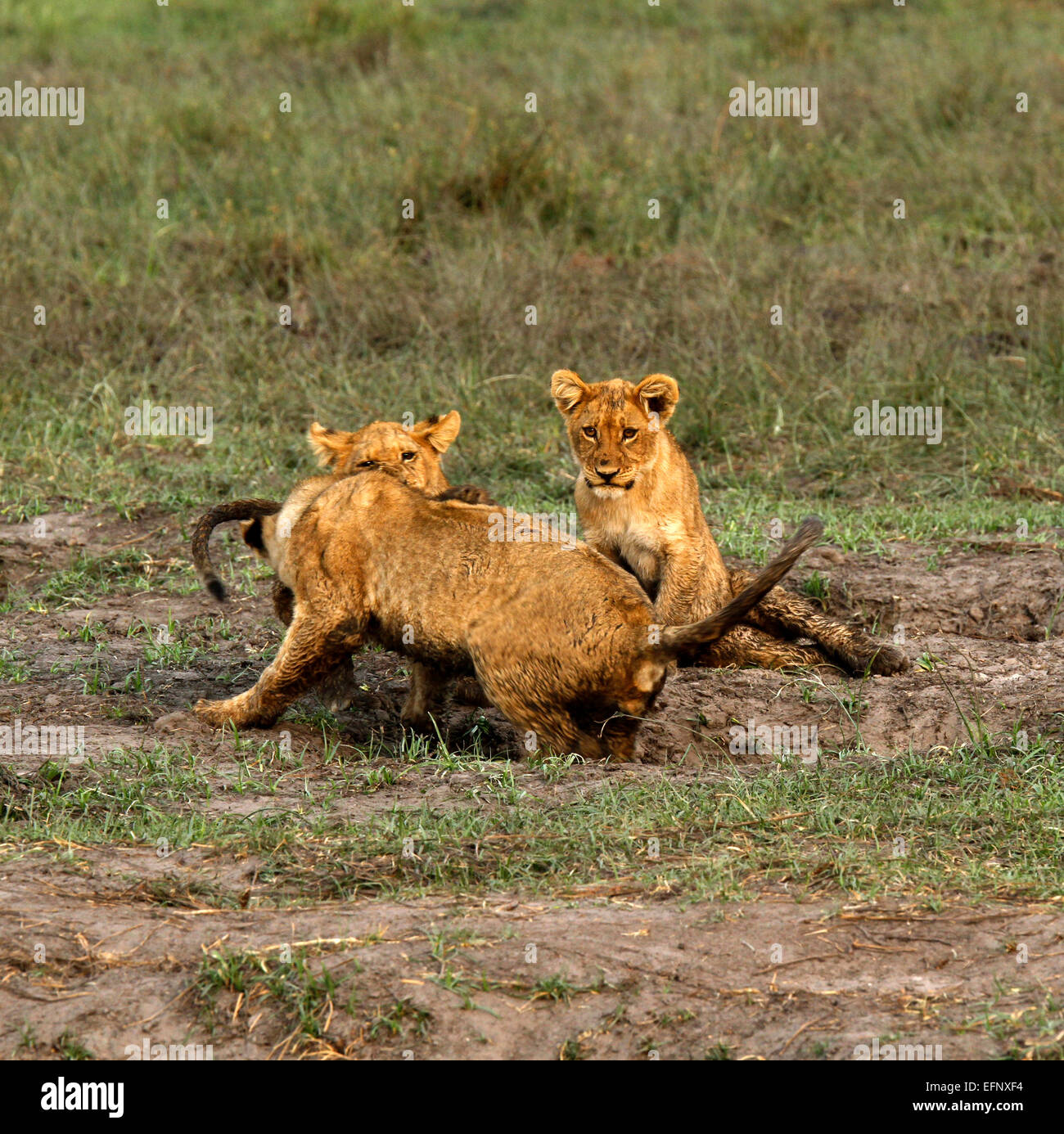 Lion cub learning hi-res stock photography and images - Alamy